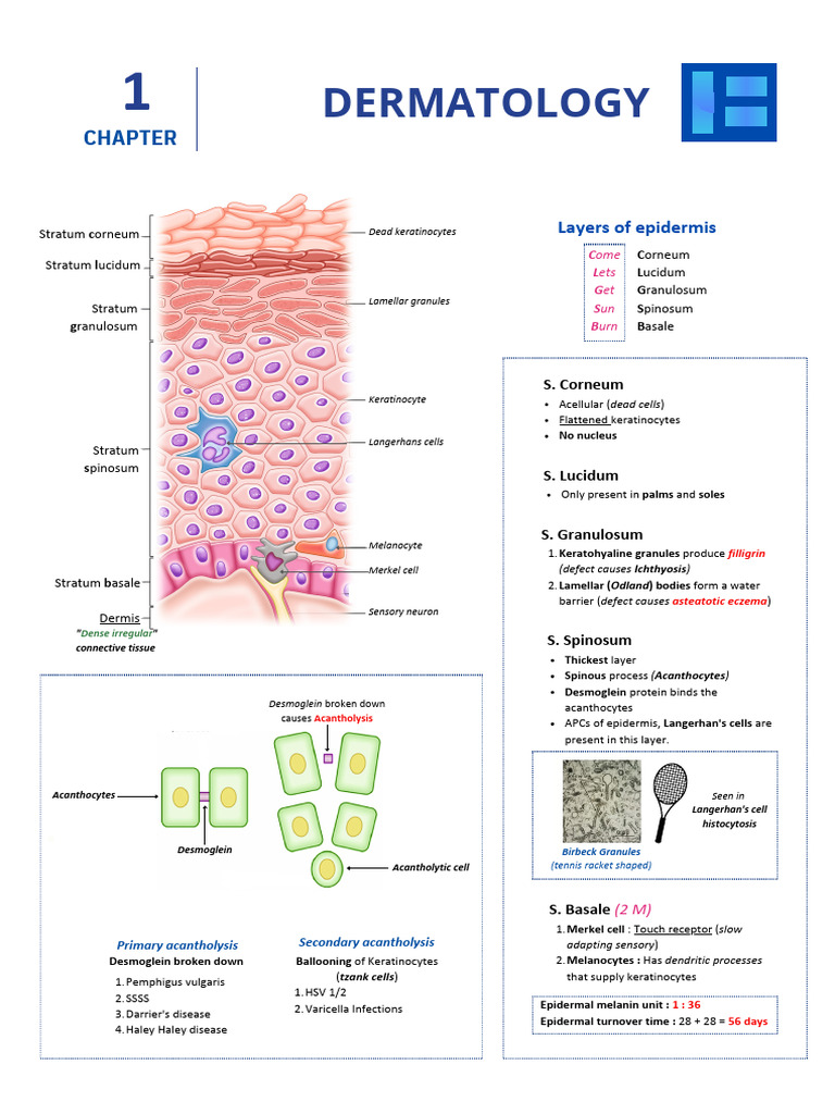 Dermatology Insights: Skin Disorders Overview | PDF | Epidermis | Psoriasis