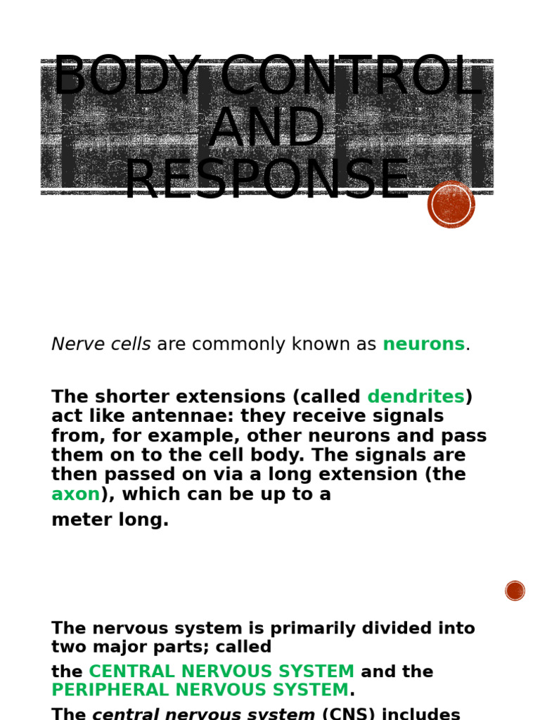 Body Control and Response | PDF | Nervous System | Central Nervous System