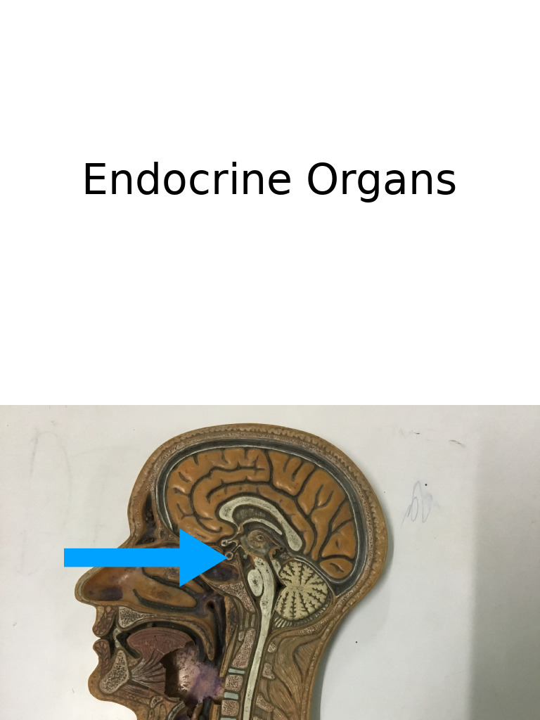 Lesson 3 Endocrine Organs | PDF