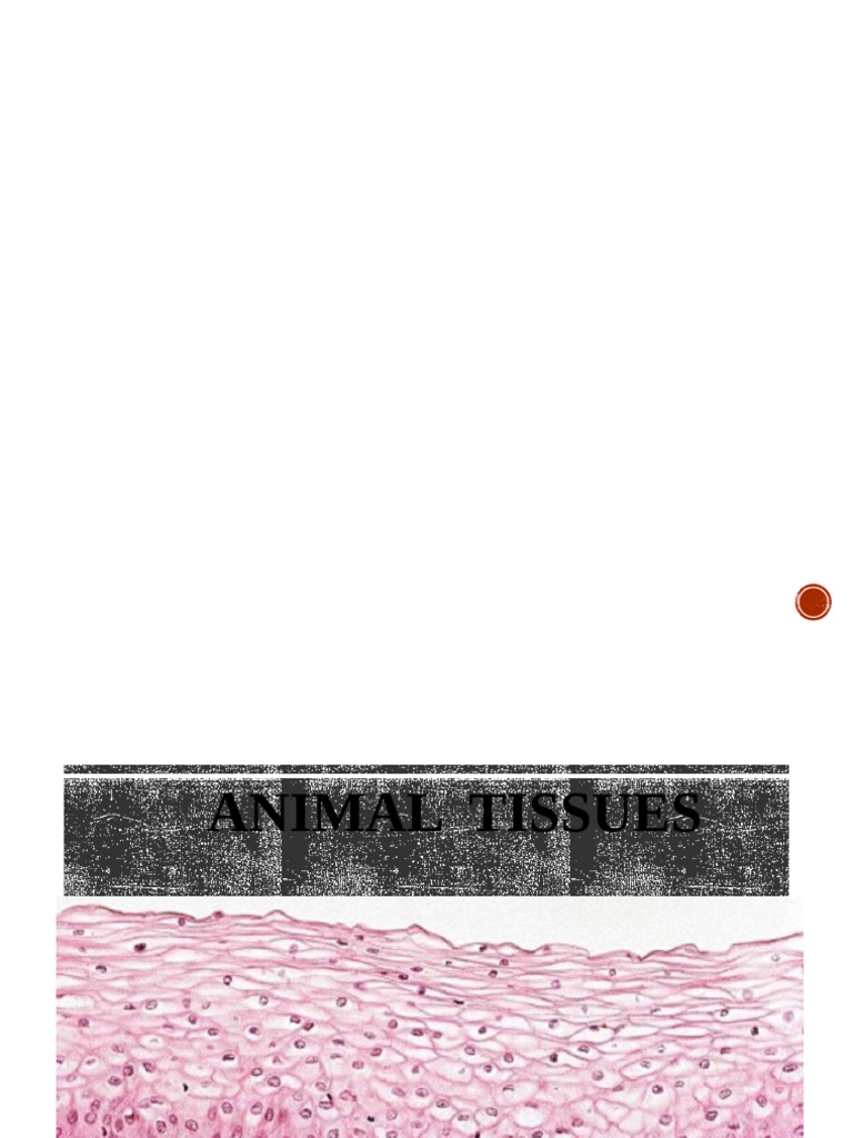 Animal tissues | PDF | Connective Tissue | Tissue (Biology)