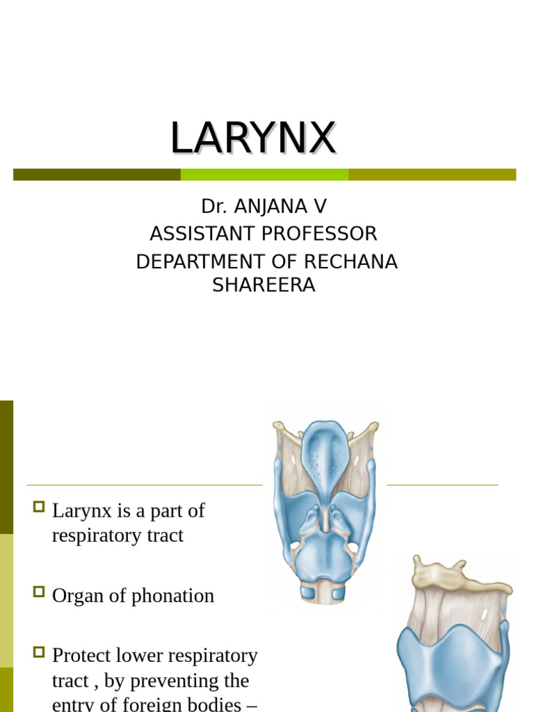 2. LARYNX | PDF | Larynx | Human Head And Neck