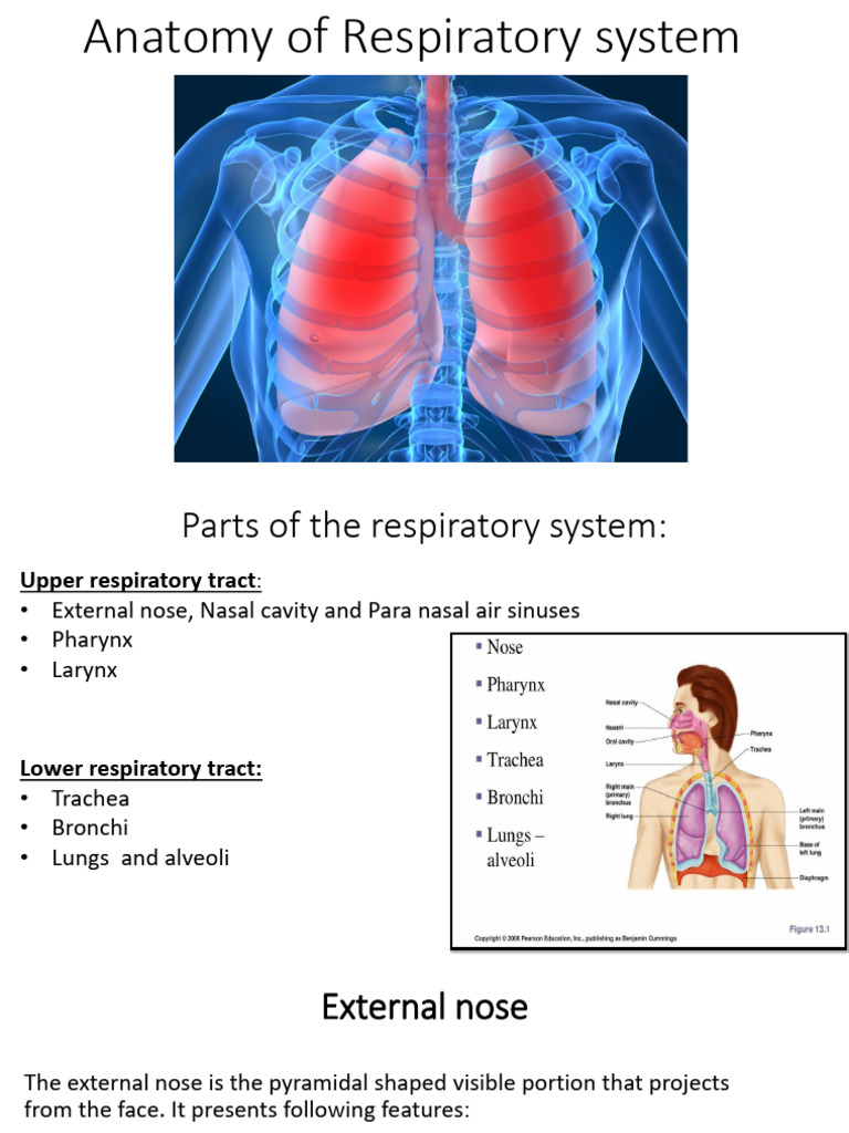 Respiratory System Anatomy Overview | PDF | Human Nose | Lung