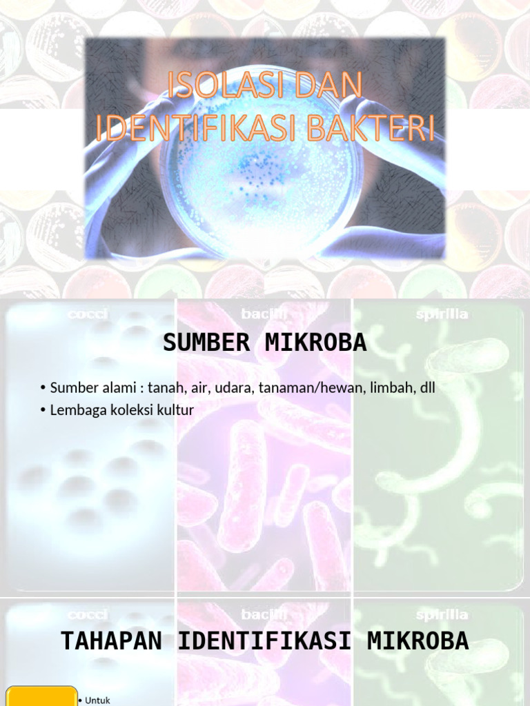Isolasi Dan Identifikasi Bakteri | PDF