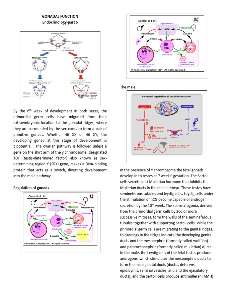 Lesson 6.5 Gonadal Function-Endocrinology-Lms | PDF | Menstrual Cycle | Ovary