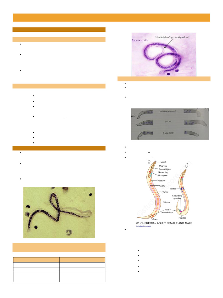 Blood and Tissue Nematodes PDF | PDF | Diseases And Disorders ...