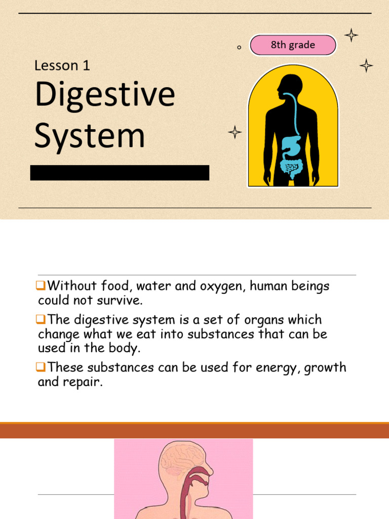 8th Grade Digestive System Overview | PDF | Digestion | Stomach