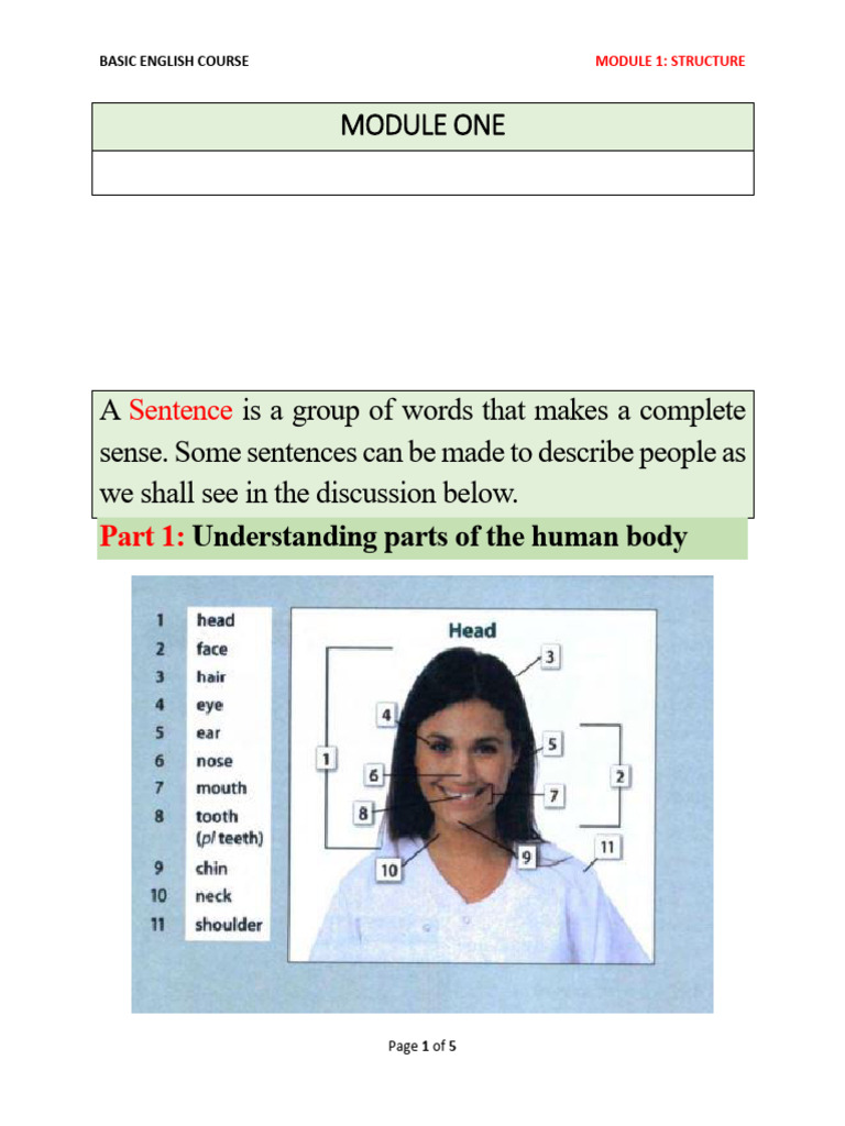 Basic English: Body Parts & Sentences | PDF