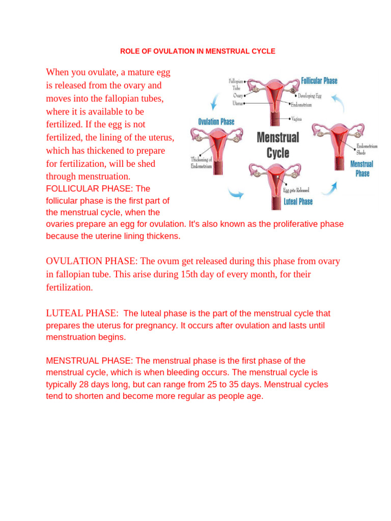 Role of Ovulation in Menstrual Cycle | PDF
