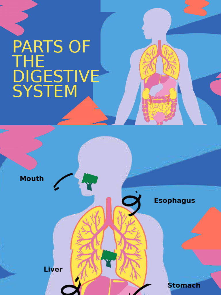 Digestive System Educational Video in Blue Yellow Illustrative Style | PDF