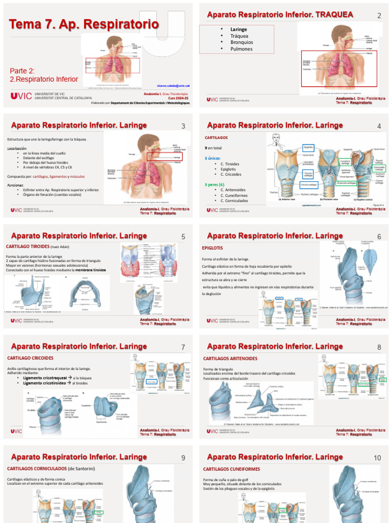 repi 2 | PDF | Laringe | Sistema respiratorio