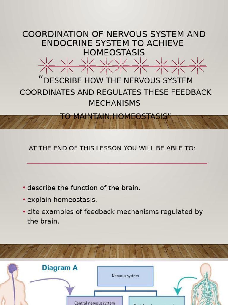 Quarter 3 Week 3 PPT Homeostasis and Nervous System | PDF | Nervous ...