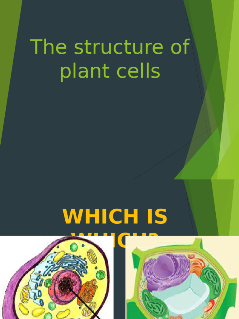 Understanding Plant Cell Structure | PDF | Cell (Biology) | Cell Nucleus