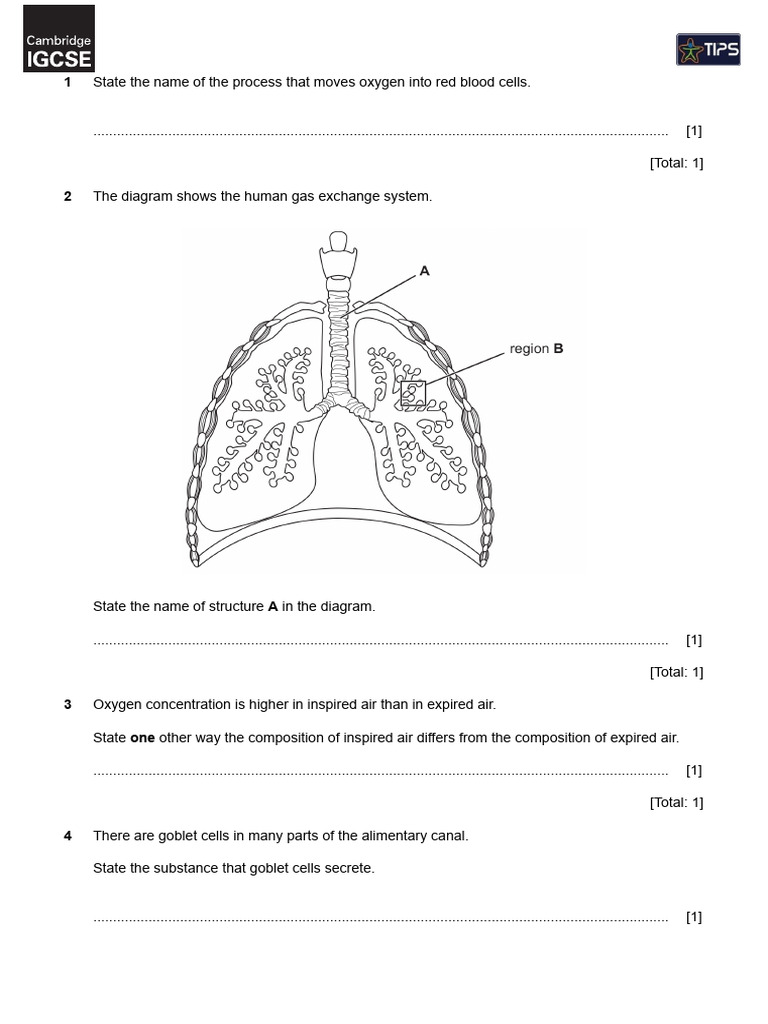 Human Gas Exchange Process Explained | PDF | Breathing | Lung