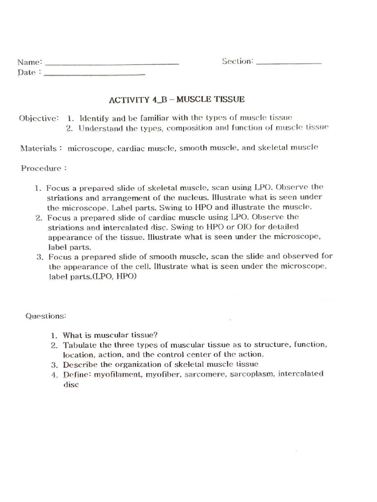 Activity 4b Muscle Tissue | PDF
