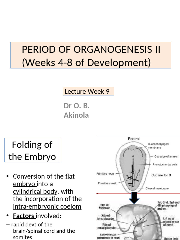 10 - Organogenesis II - Folding of Embry&Limb DVT | PDF | Anatomy ...