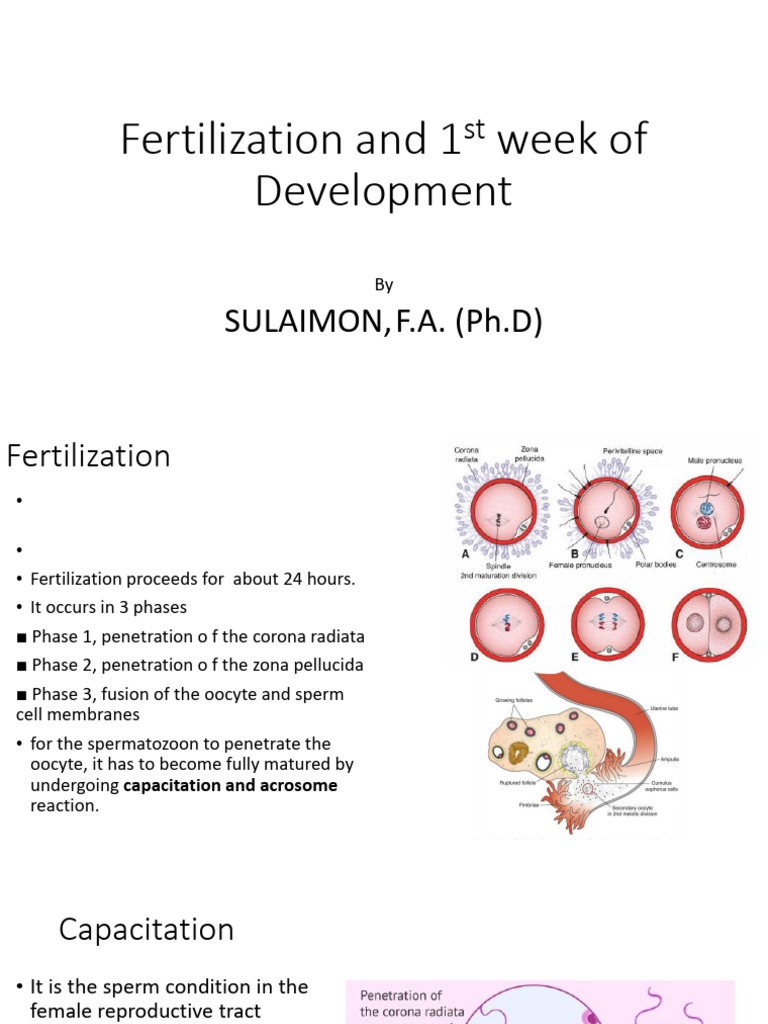 Fertilization and First Week of Development | PDF | Fertilisation ...