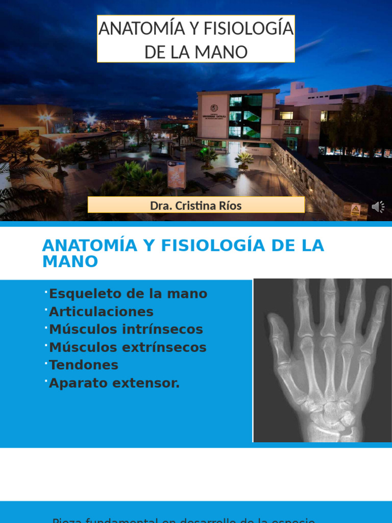 Anatomía Completa de la Mano | PDF | Mano | Articulación