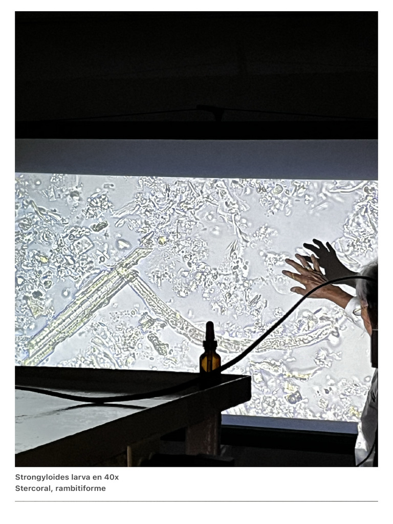 Strongyloides Larva en 40x | PDF
