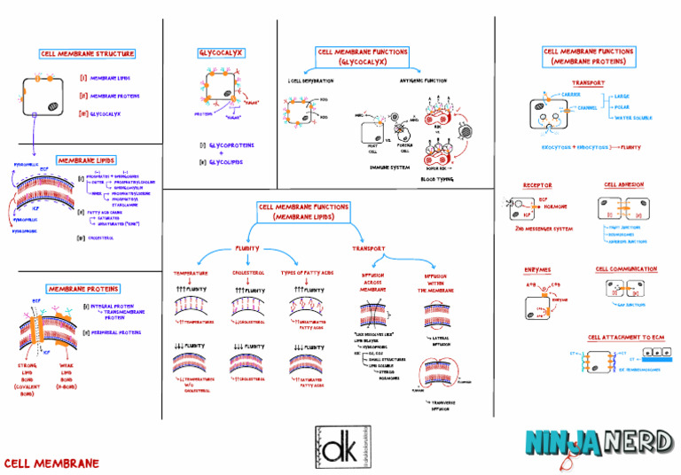 Cell Biology Basics 001 Cell Membrane Structure & Function | PDF
