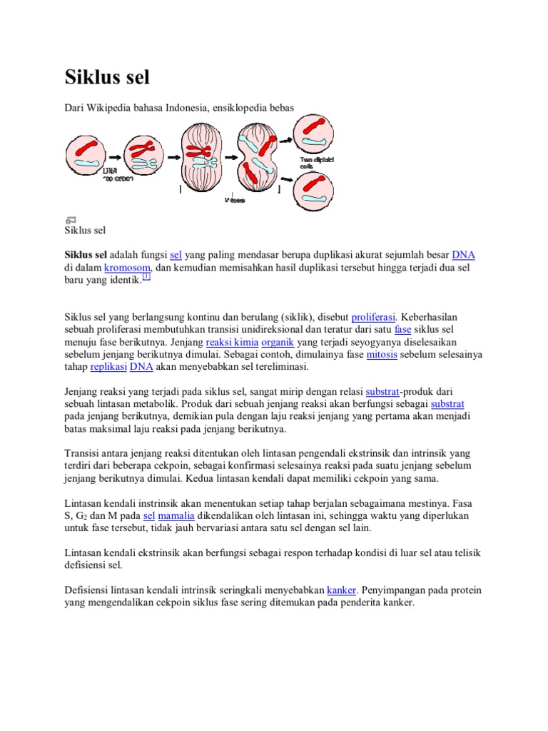 Siklus Sel | PDF