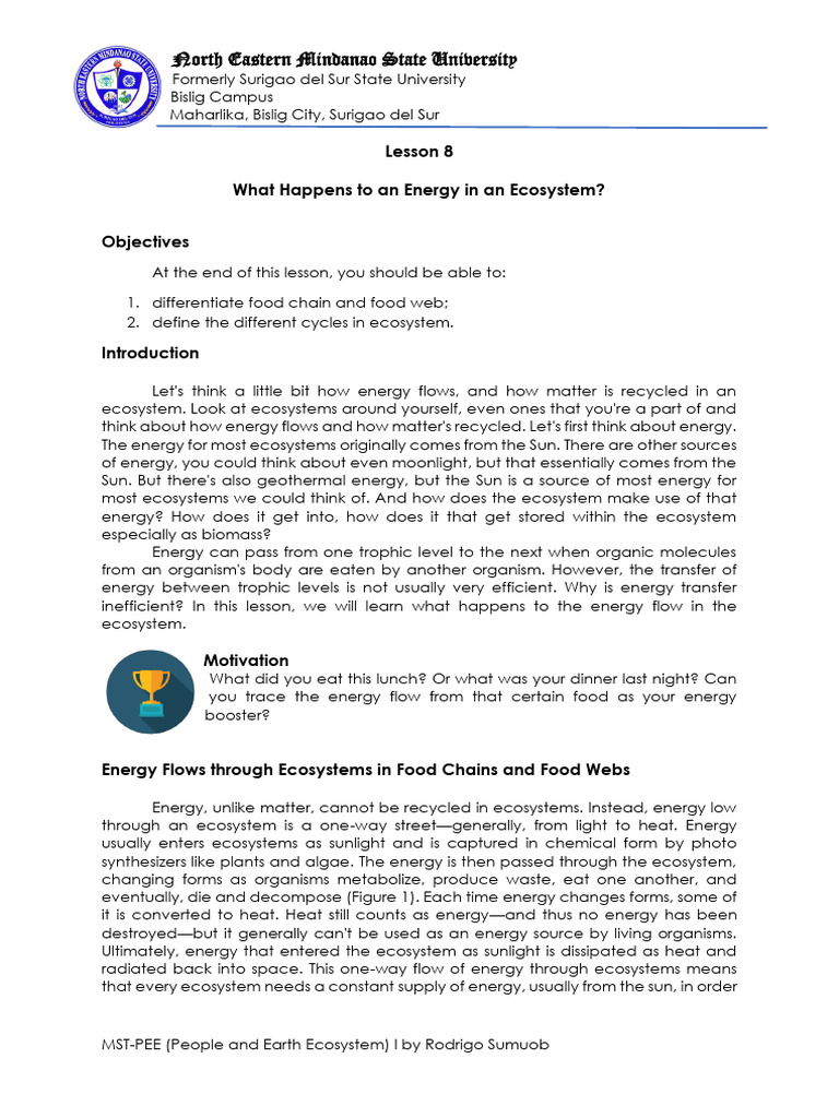 Energy Flow in Ecosystems Explained | PDF | Food Web | Ecosystem