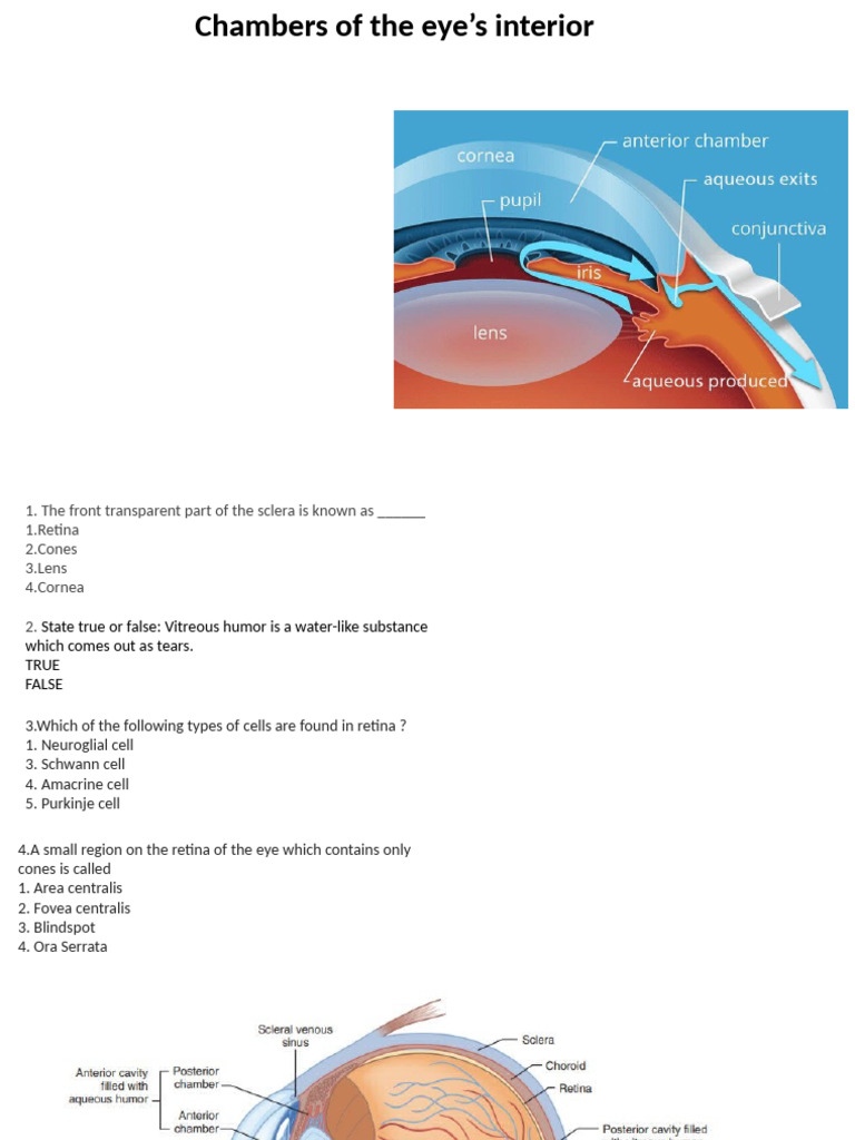 Eye Anatomy: Chambers and Cells Quiz | PDF