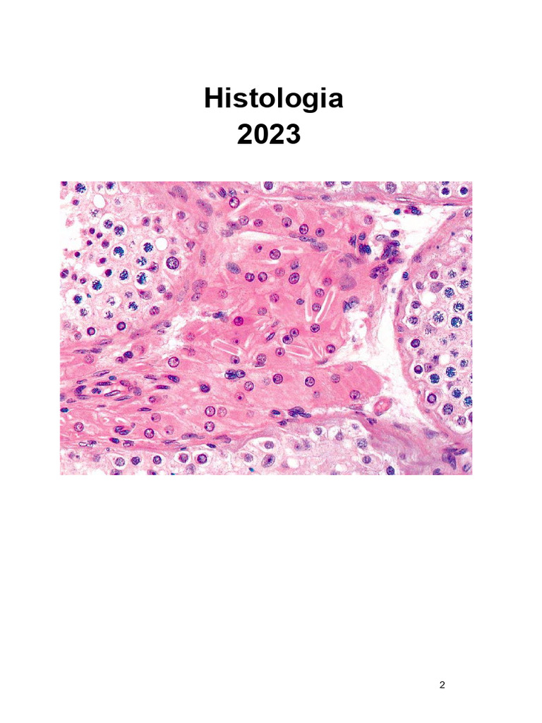 +HISTO | PDF
