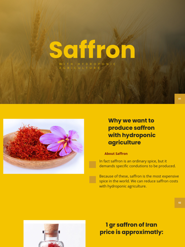 Safran With Hydroponic Agriculture | PDF