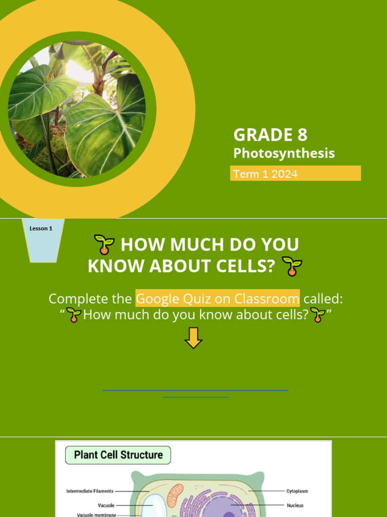 Understanding Photosynthesis in Plants | PDF | Photosynthesis | Stoma