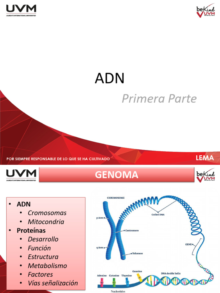 ADN1 | PDF | Replicación De Adn | Adn