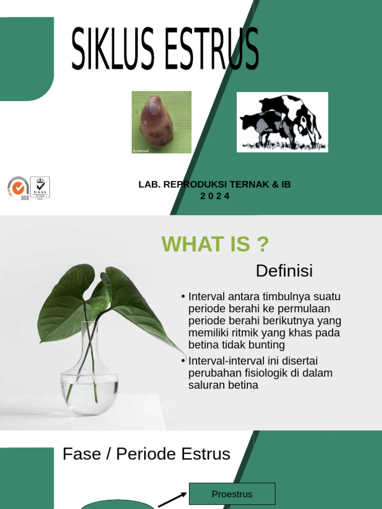 Siklus Estrus | PDF