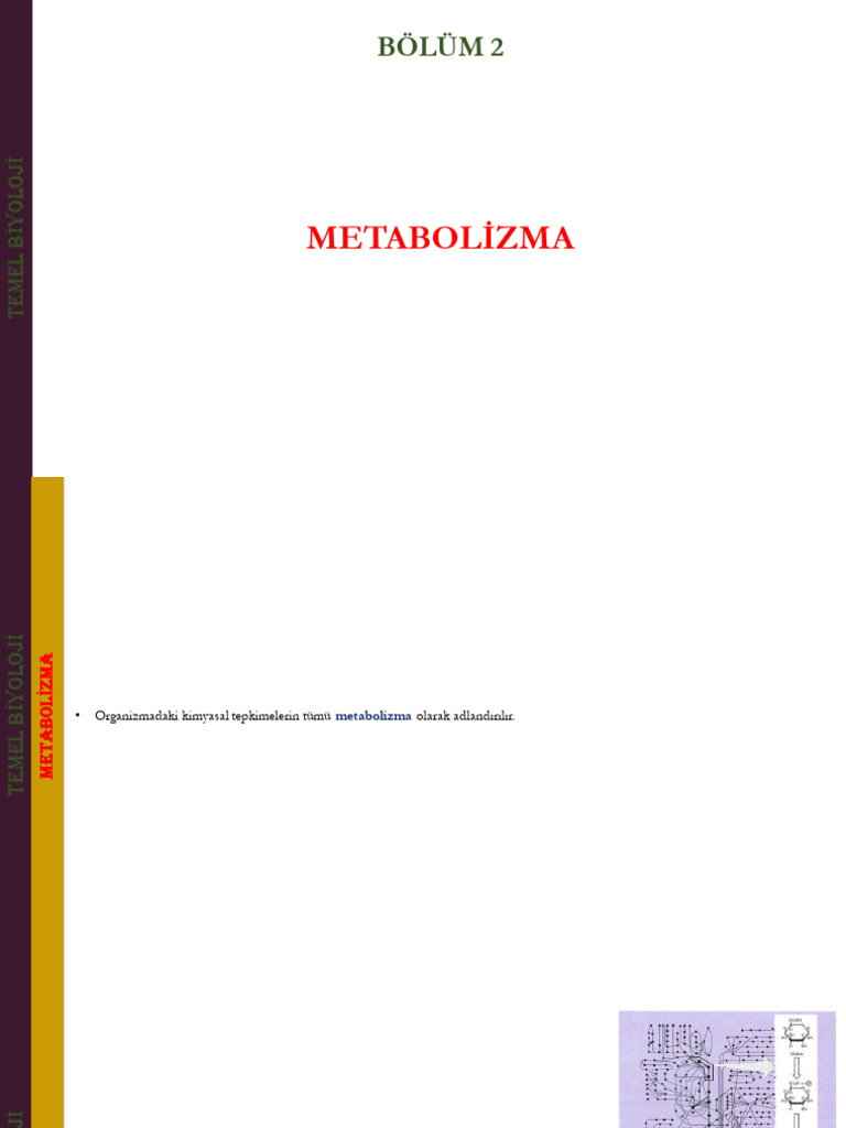 Metabolizma | PDF
