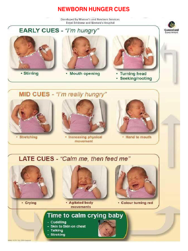 Newborn Hunger Cues | PDF