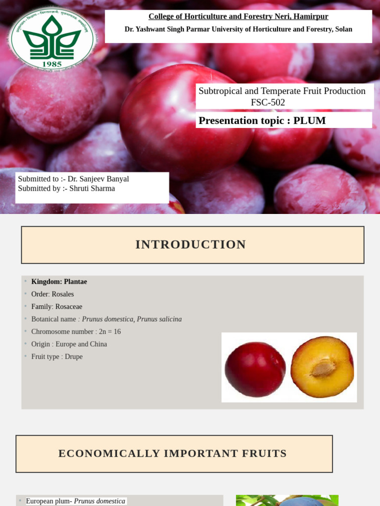 Plum | PDF | Grafting | Plum
