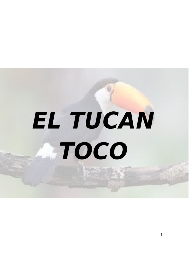 Características del Tucán Toco | PDF | Aves | Ornitología