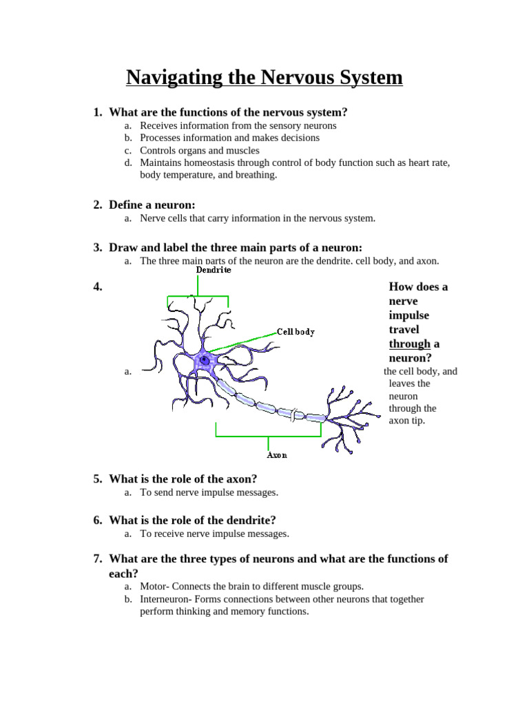 Navigating-the-Nervous-System | PDF | Nervous System | Nerve
