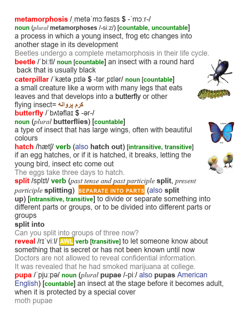 Metamorphosis Vocabulary p.85 | PDF