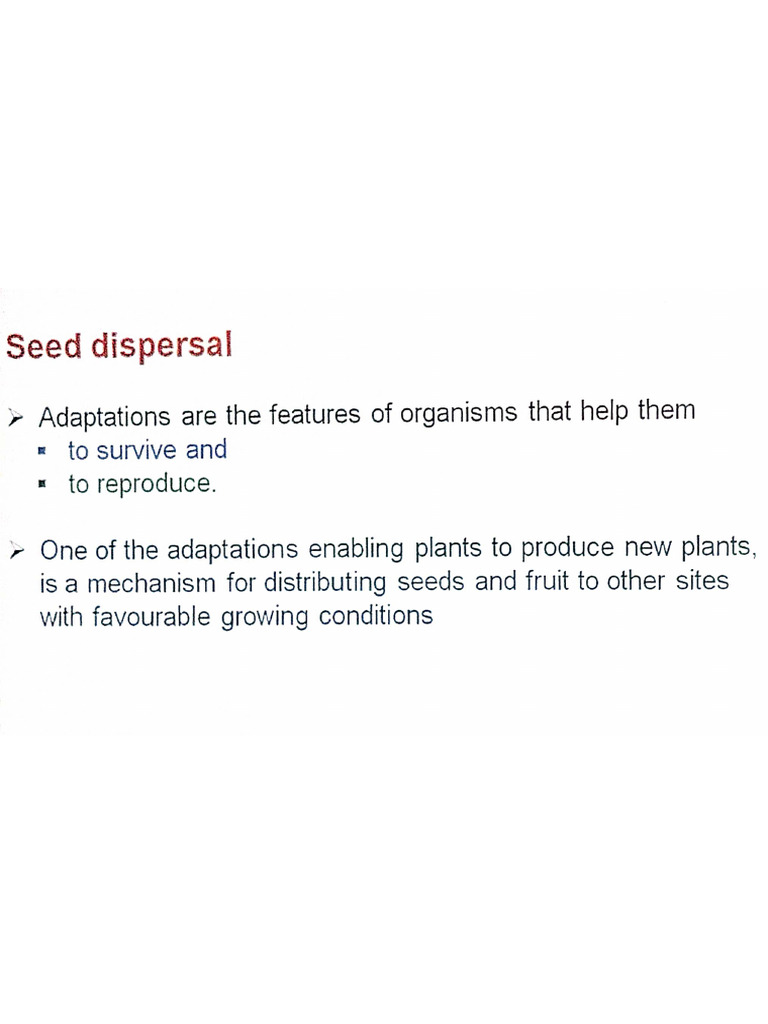 Naseem Sir Seed Dispersal | PDF