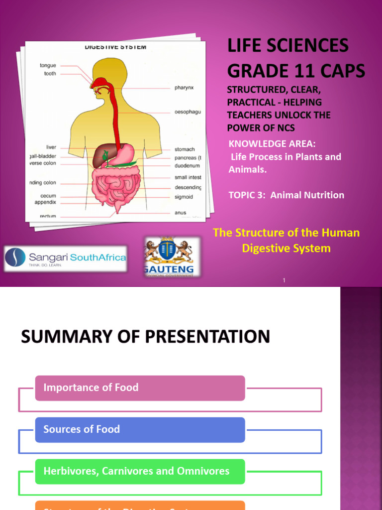 Human Digestive System Overview | PDF | Pancreas | Gastrointestinal Tract
