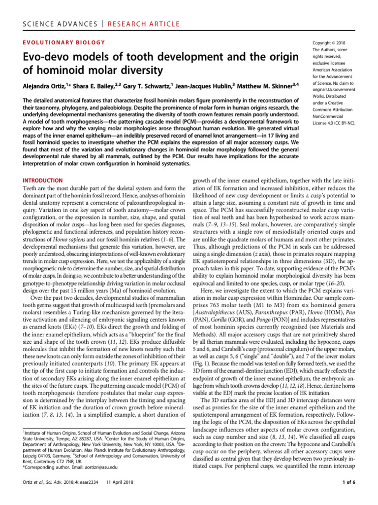 Evo-Devo Models of Tooth Development and The Origi | PDF | Tooth | Tooth Enamel