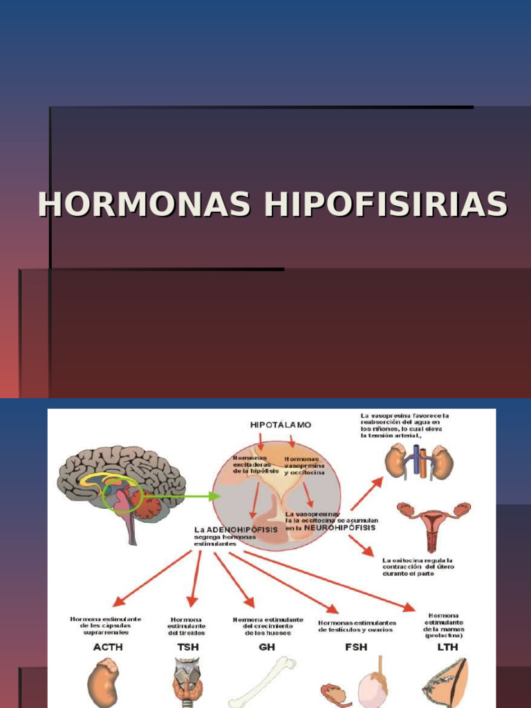 Hormonas Hipofisarias y sus Funciones | PDF | Sistema endocrino ...