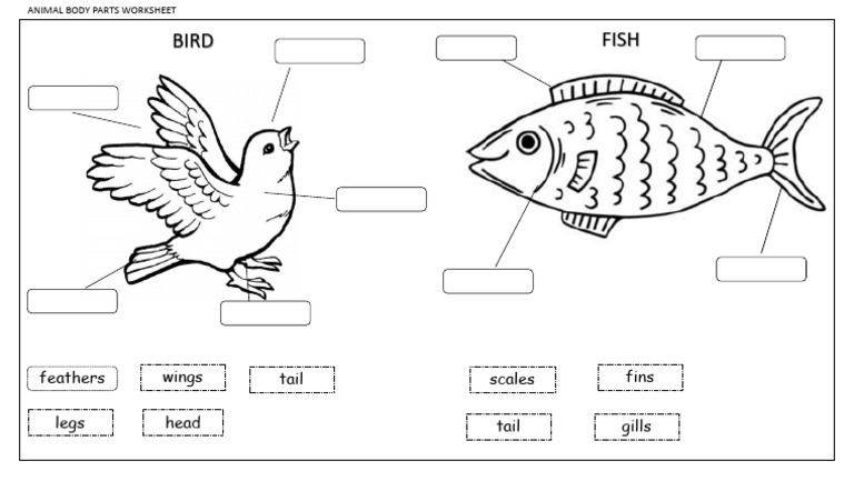 Animal Body Parts Fish and Bird | PDF