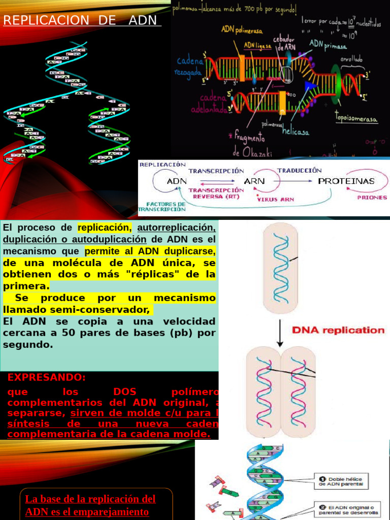 1er. Parcial - Replicacion | PDF | Replicación De Adn | Adn