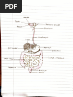 Digestive System Notes | PDF