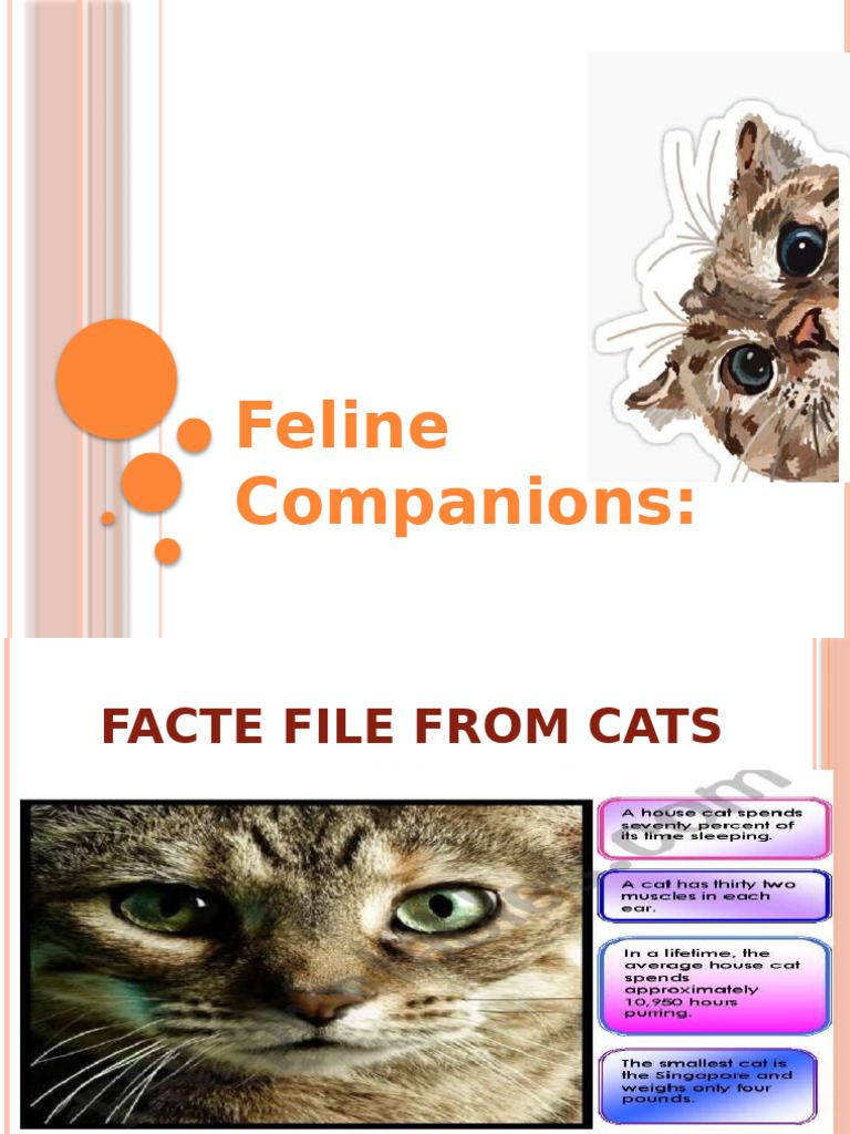 Feline Companions | PDF