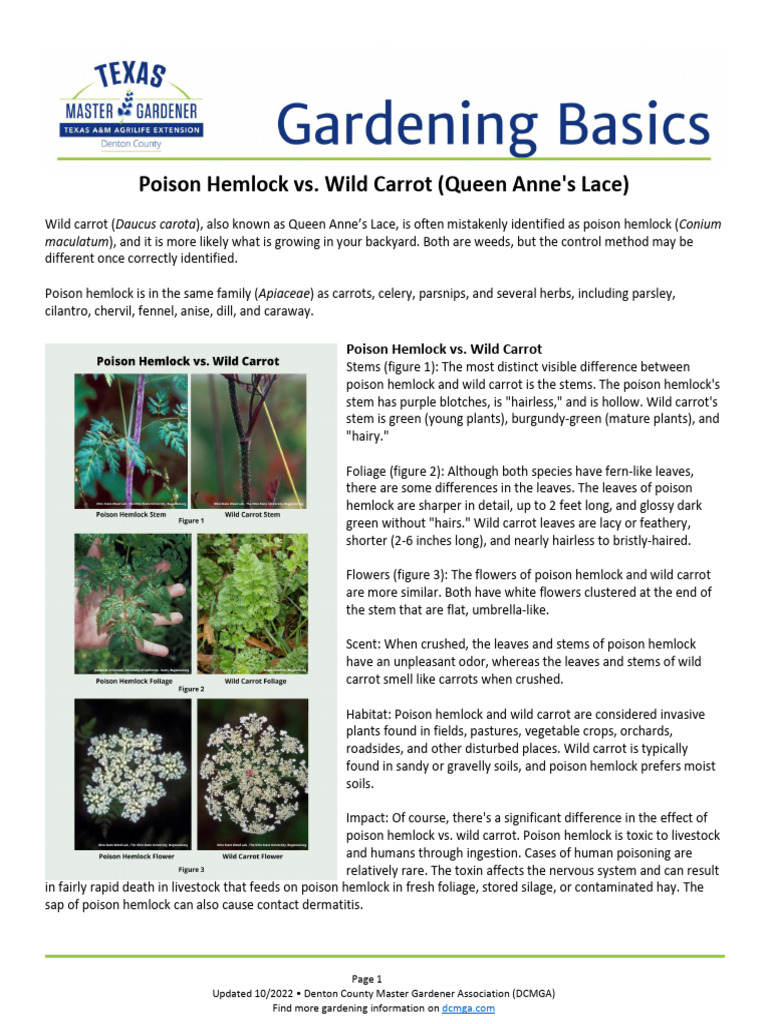 Poison Hemlock vs. Wild Carrot Guide | PDF | Carrot | Plants
