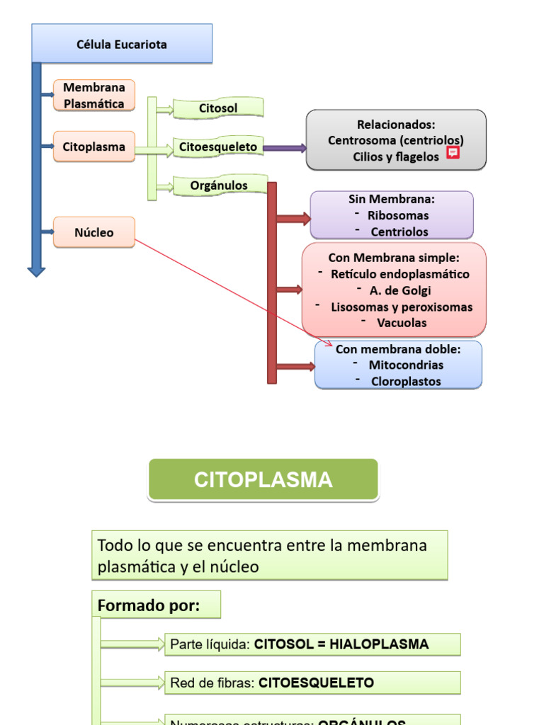 Pres2 Cel | PDF | Citoplasma | Citosol