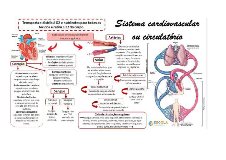 mapa mental sistema cardio | PDF