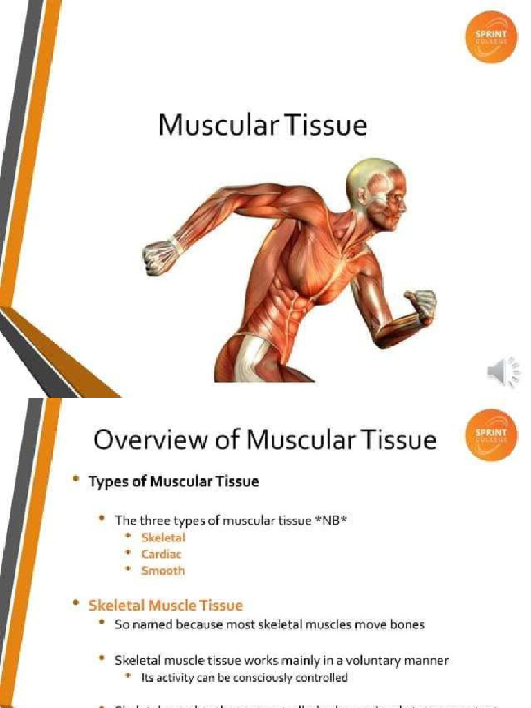 Muscle Tissues | PDF