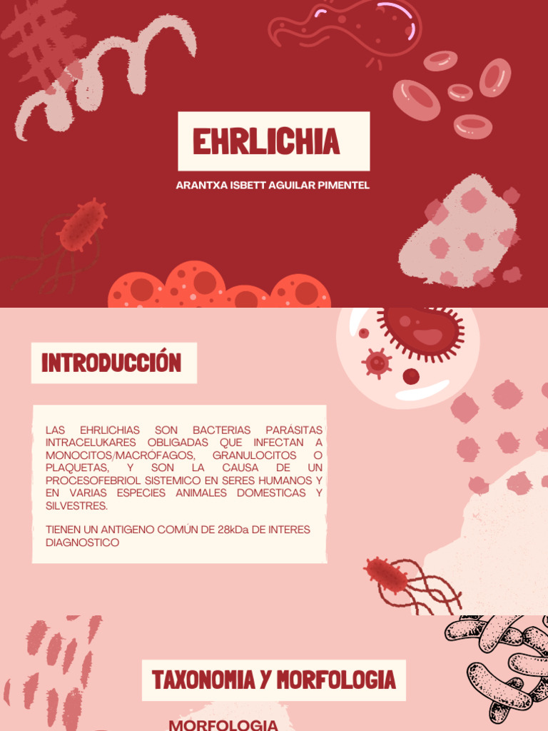 Ehrlichia P | PDF | Las bacterias | Sistema inmune
